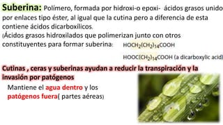 METABOLITOS_SECUNDARIOS.pptx