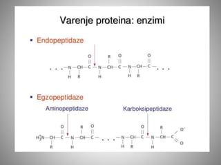 Metabolizam aminokiselina | PPT | Free Download