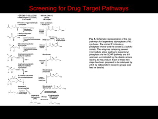 Metabolomics for finding new drug targets | PPT