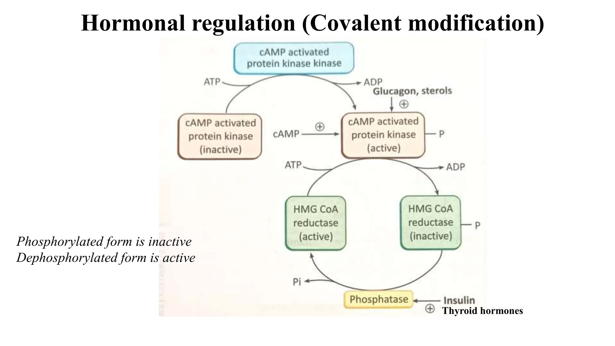 Metabolism , Metabolic Fate& disorders of cholesterol.pptx