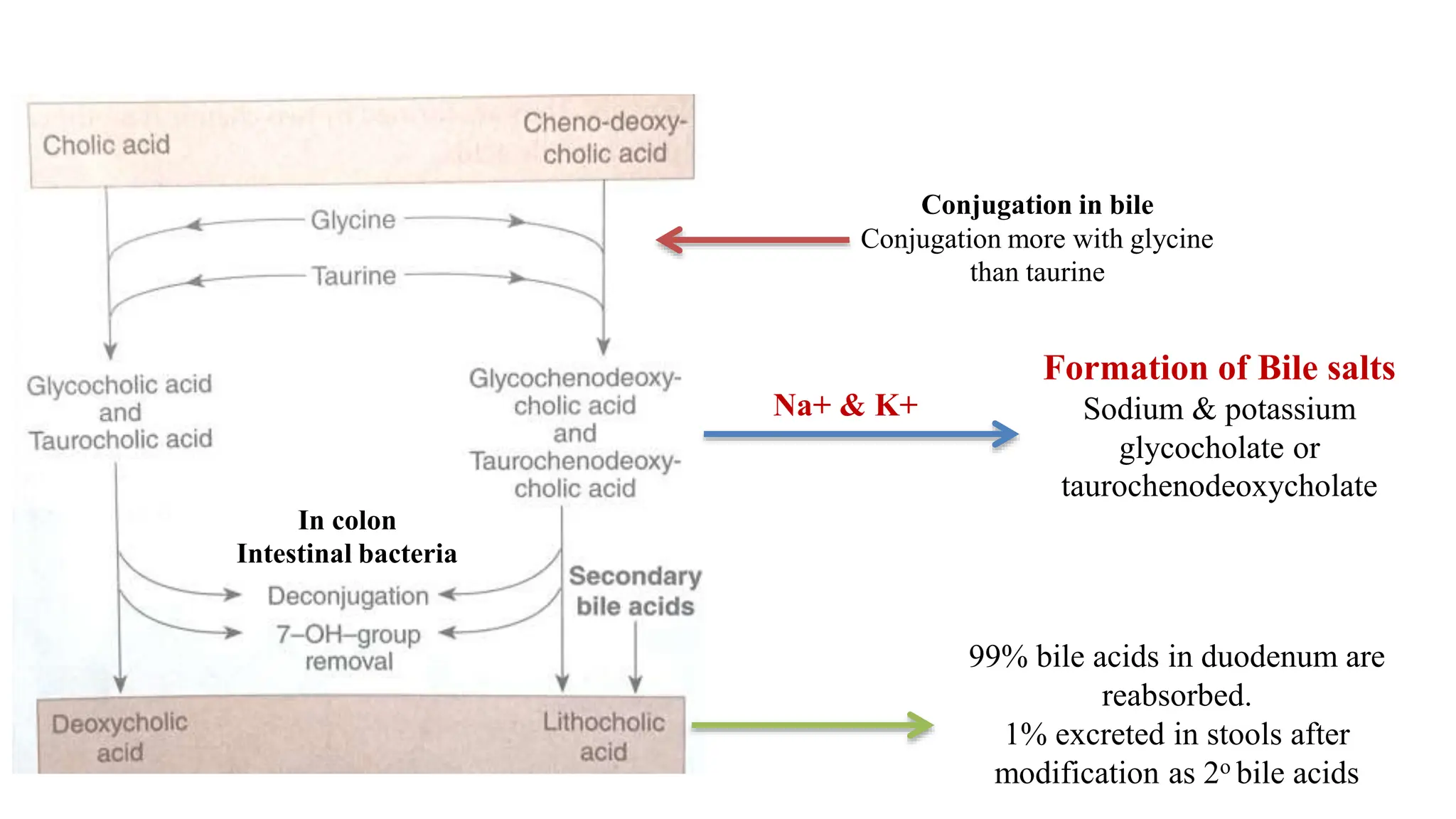 Metabolism , Metabolic Fate& disorders of cholesterol.pptx