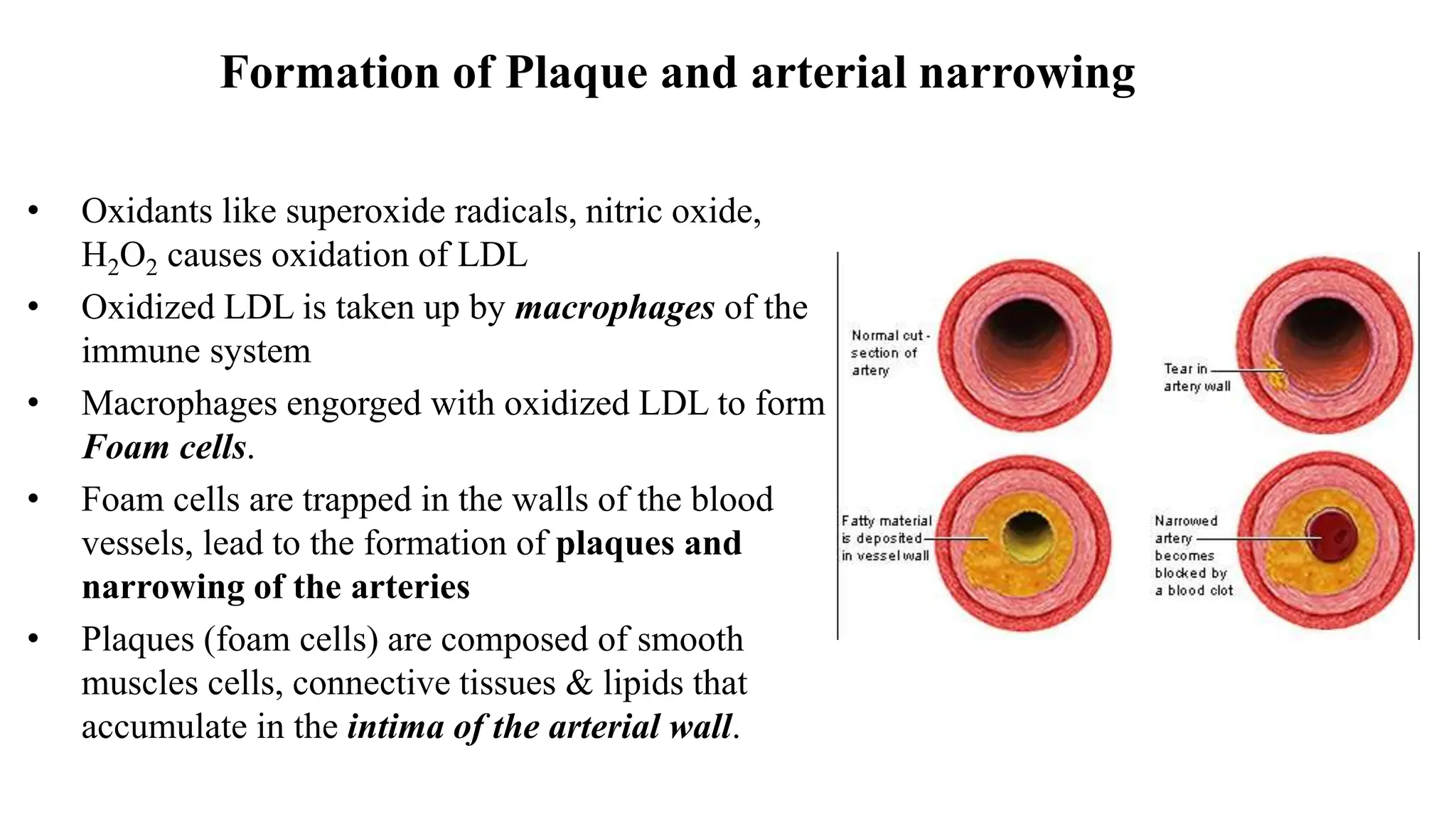 Metabolism , Metabolic Fate& disorders of cholesterol.pptx
