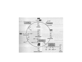 Metabolisme protein 3 | PPT