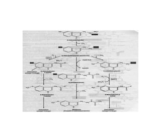 Metabolisme protein 3 | PPT