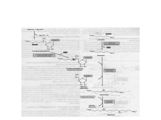 Metabolisme protein 3 | PPT