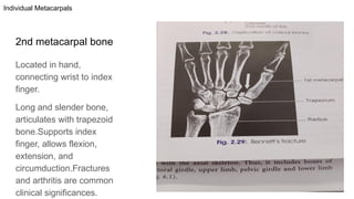 Metacarpal bones. pptx by _edara vasudha | PPTX