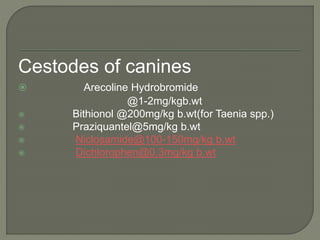 Metacestodal infection | PPTX