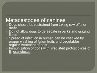 Metacestodal infection | PPTX