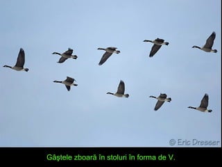 Metafora Echipei De Gaste | PPS