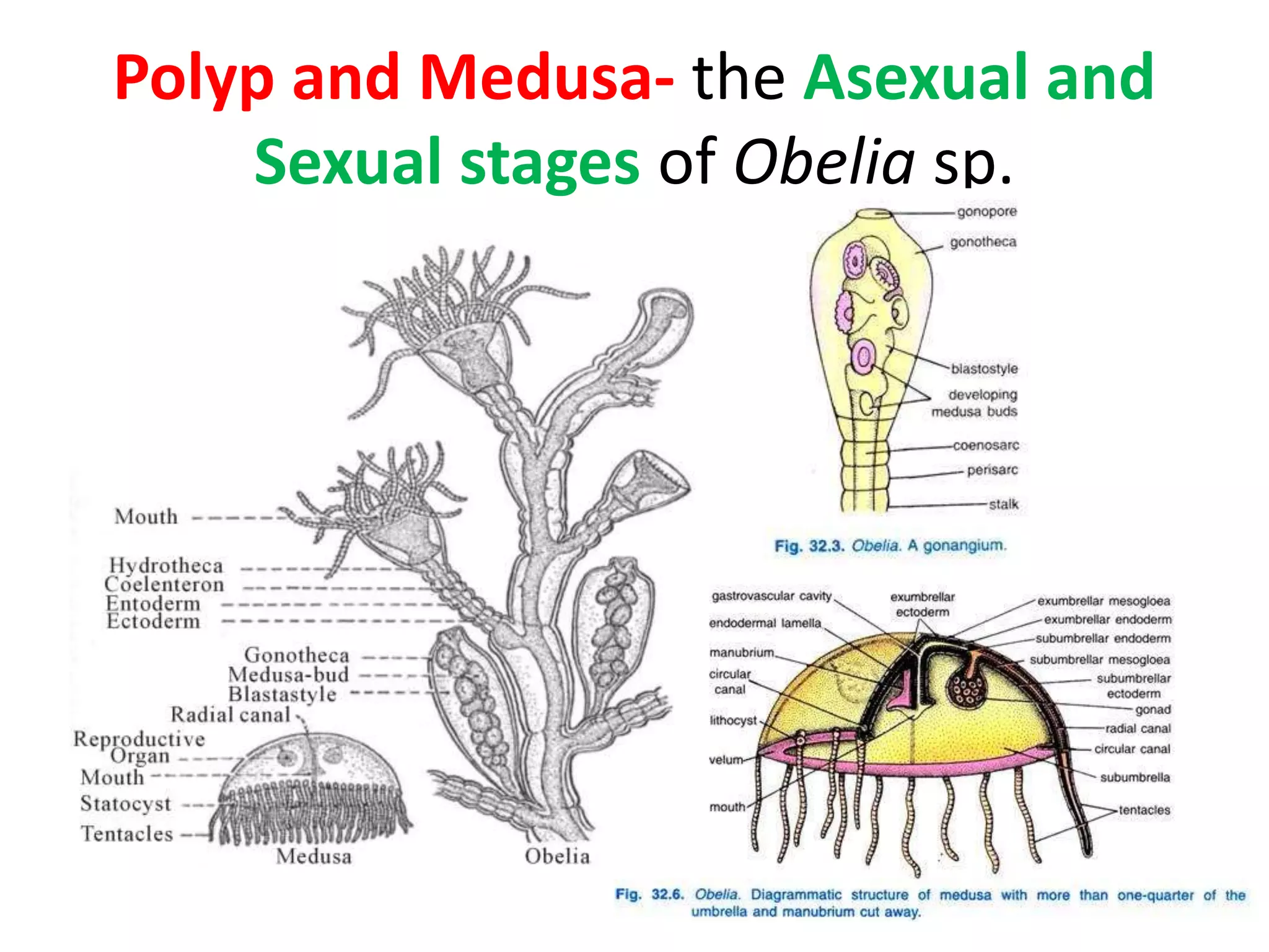 Metagenesis-in-Obelia-sp.pptx
