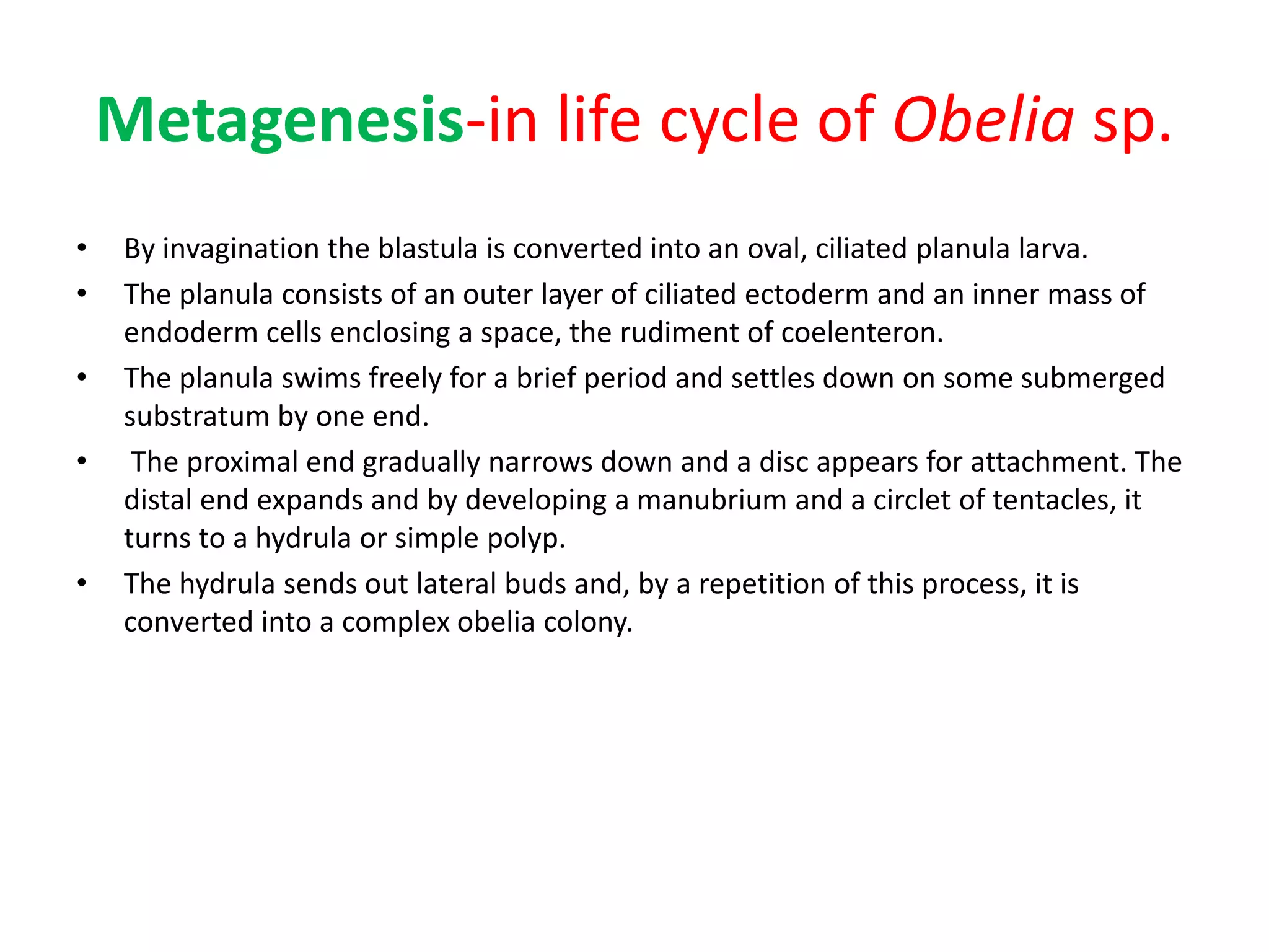 Metagenesis-in-Obelia-sp.pptx