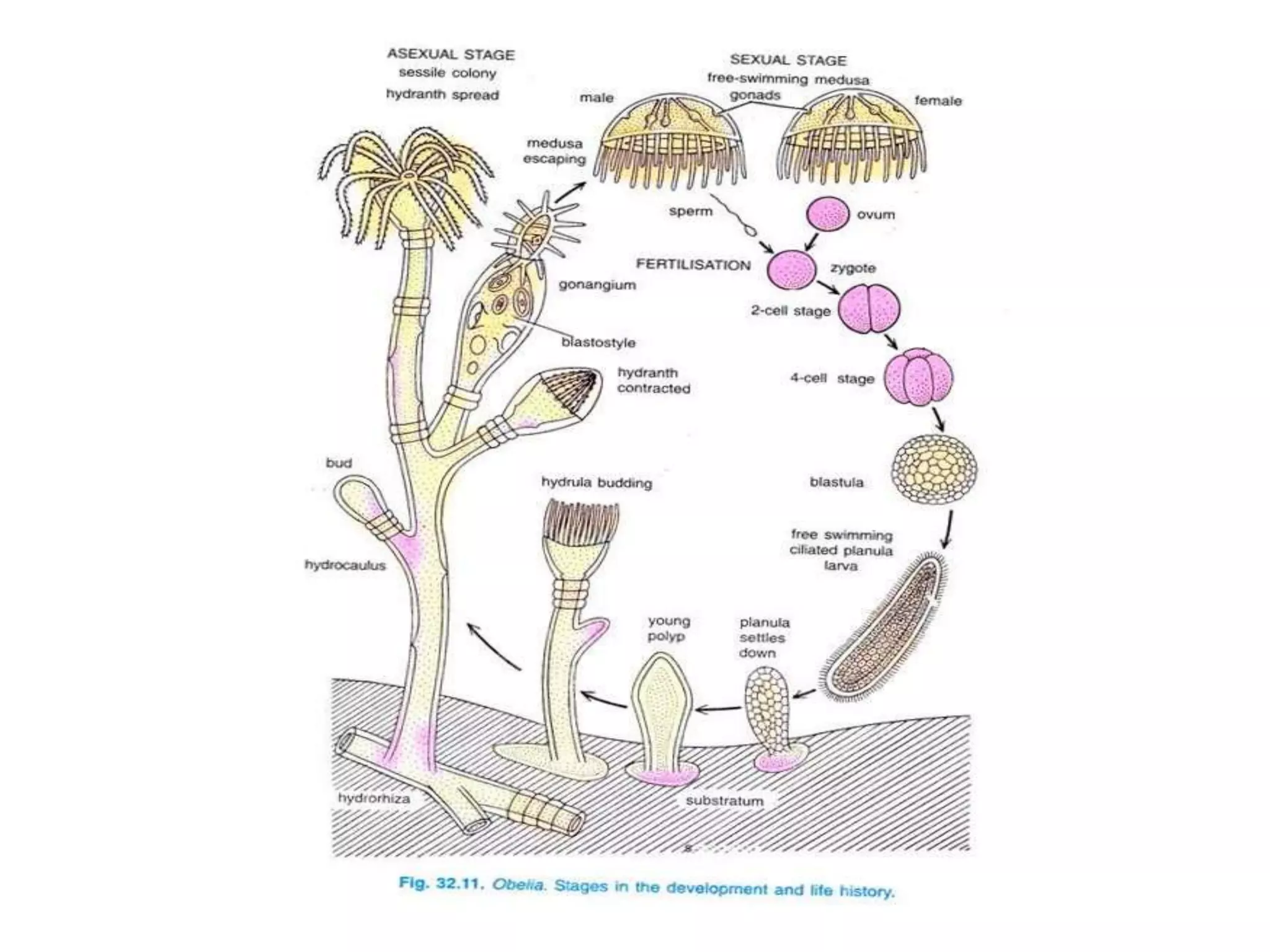 Metagenesis-in-Obelia-sp.pptx