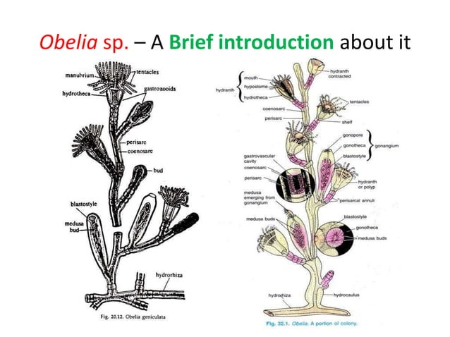 Metagenesis-in-Obelia-sp.pptx