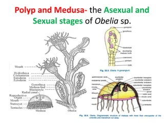 Metagenesis-in-Obelia-sp.pptx