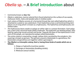 Metagenesis-in-Obelia-sp.pptx