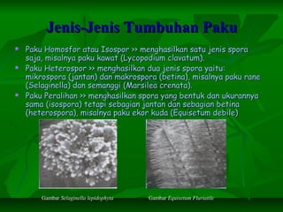 Metagenesis tumbuhan paku | PPT