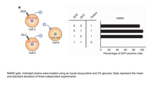 Synthetic microbial communities : Microbial consortia engineering | PDF