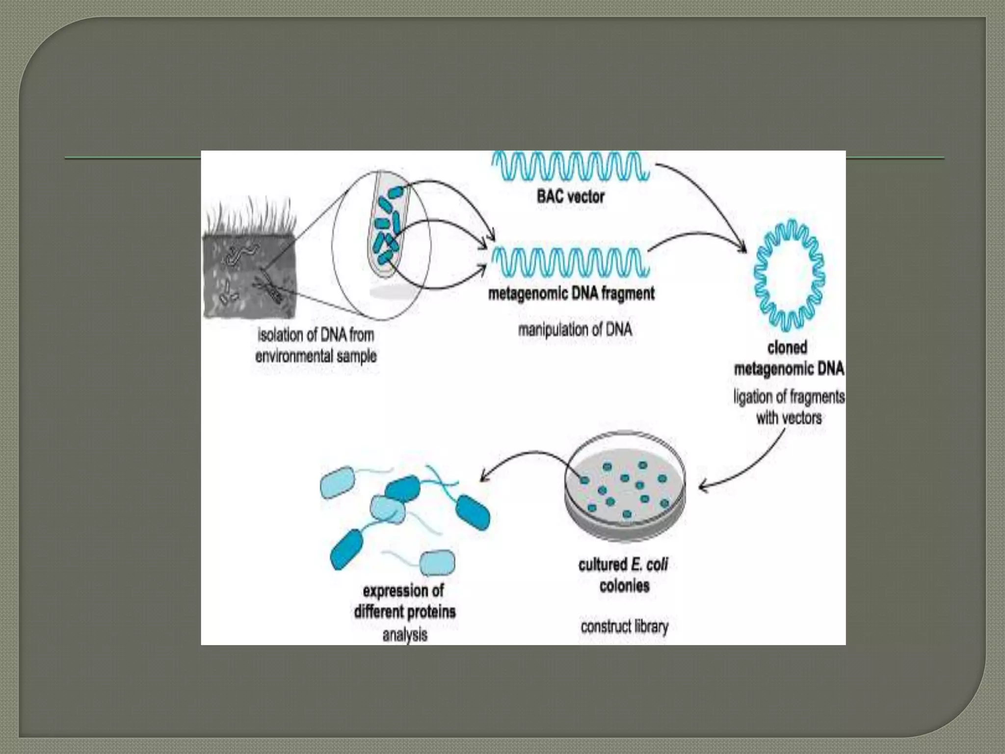 Metagenomics by microbiology dept. panjab university2018copy | PPT