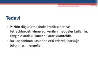 Metagonimiasis | PPSX