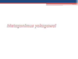 Metagonimiasis | PPSX