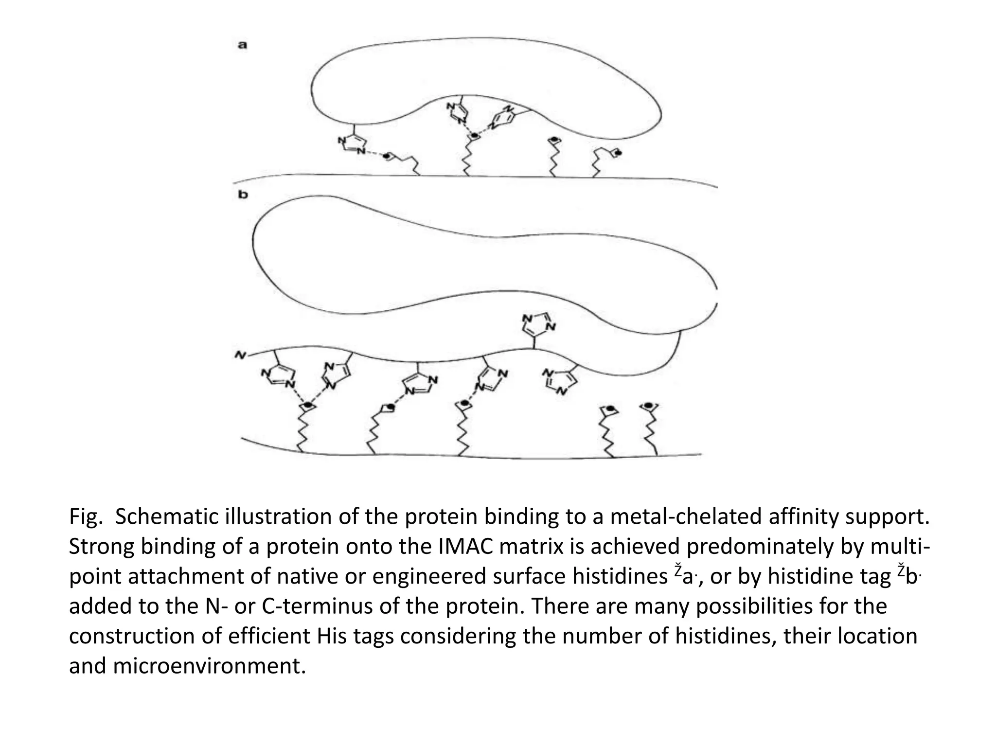 Immobilized Metal affinity-chromatography | PPTX