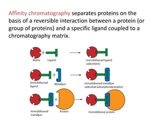 Immobilized Metal affinity-chromatography | PPTX