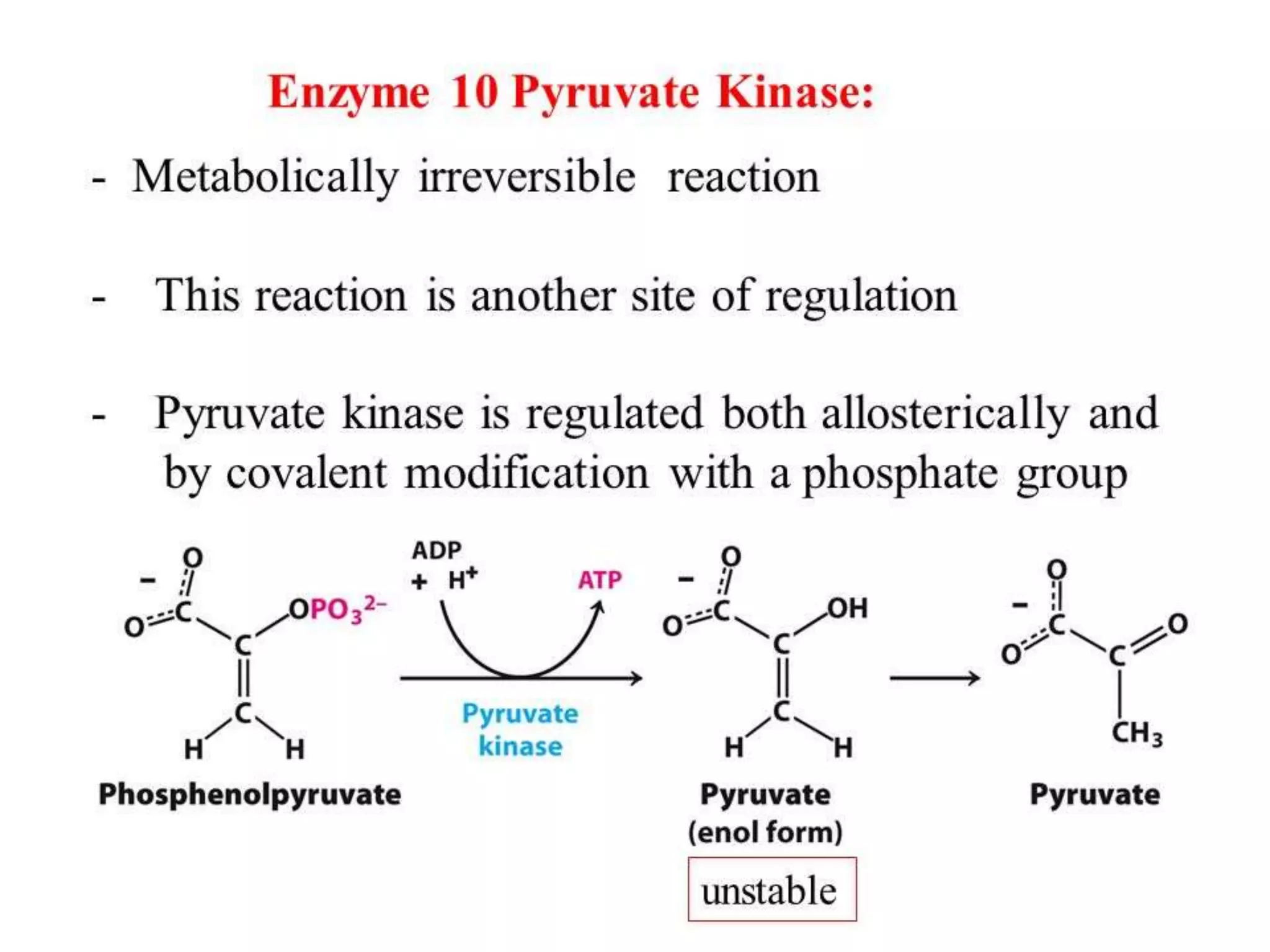 Metal ion catalysis pyruvate kinase (padhmasri) | PPT