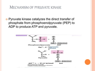 Metal ion catalysis pyruvate kinase (padhmasri) | PPT