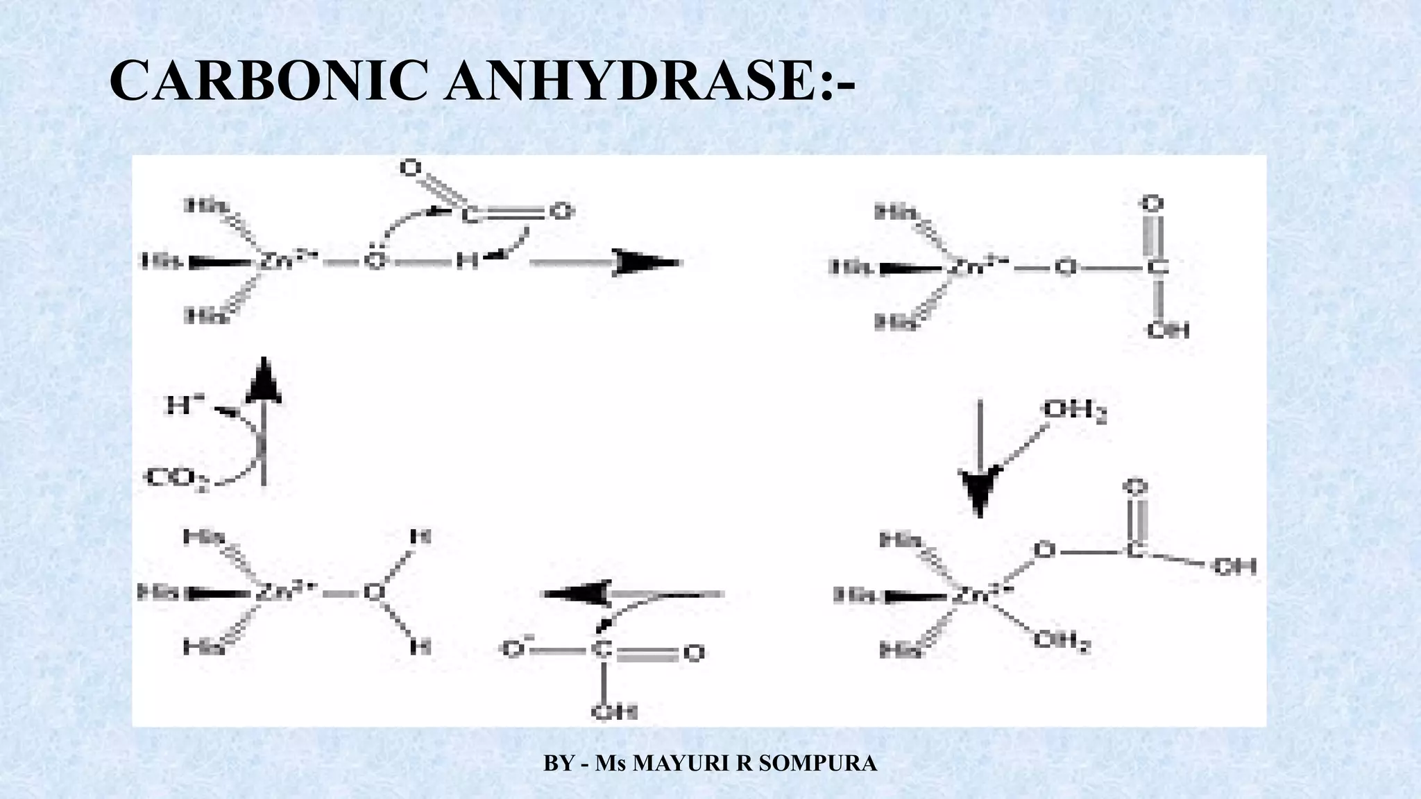 Metallo enzymes- B.Sc semester-6 | PDF