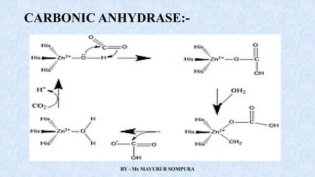 Metallo enzymes- B.Sc semester-6 | PDF