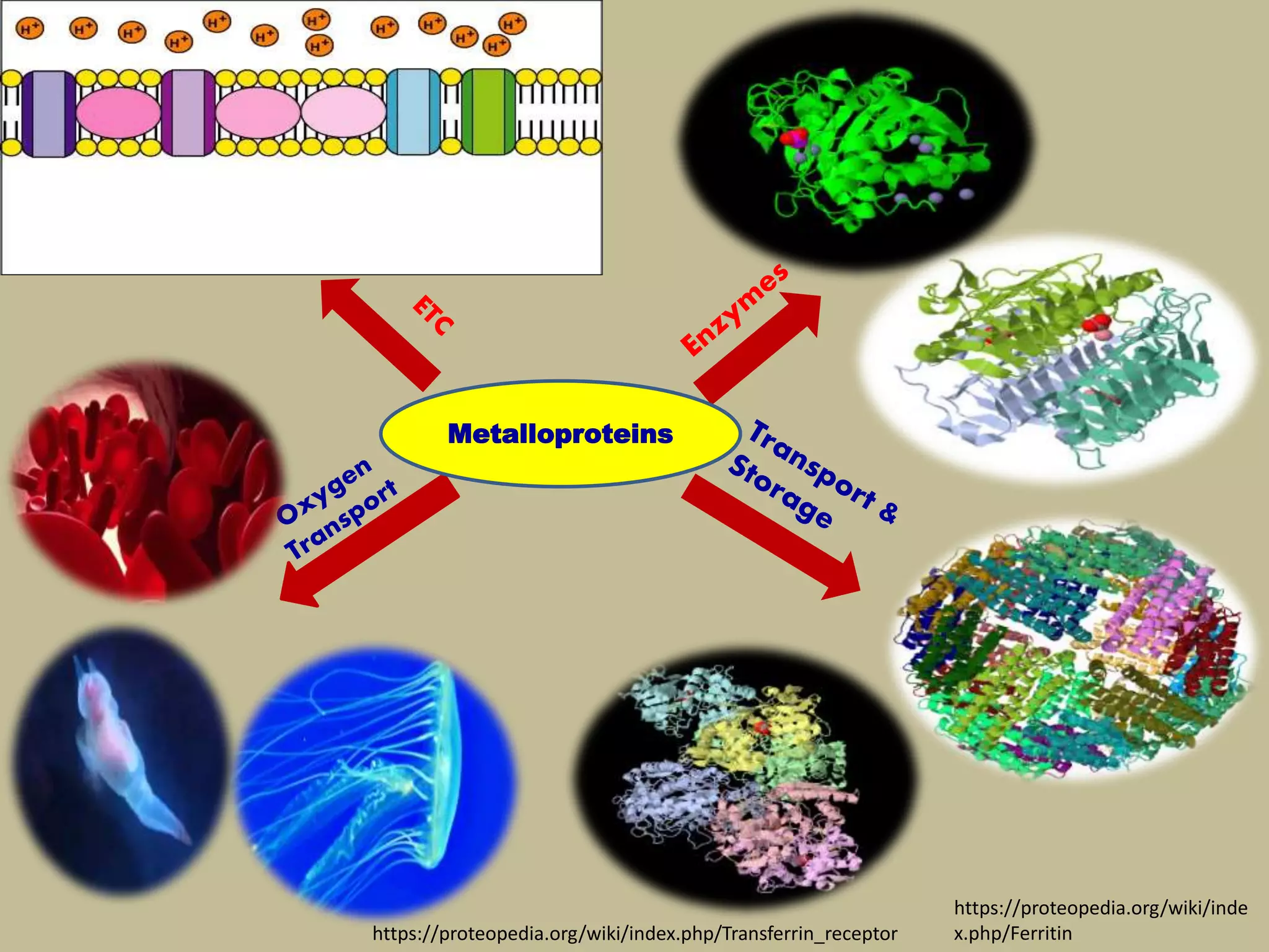 Metalloproteins .pptx | Chemistry | Science