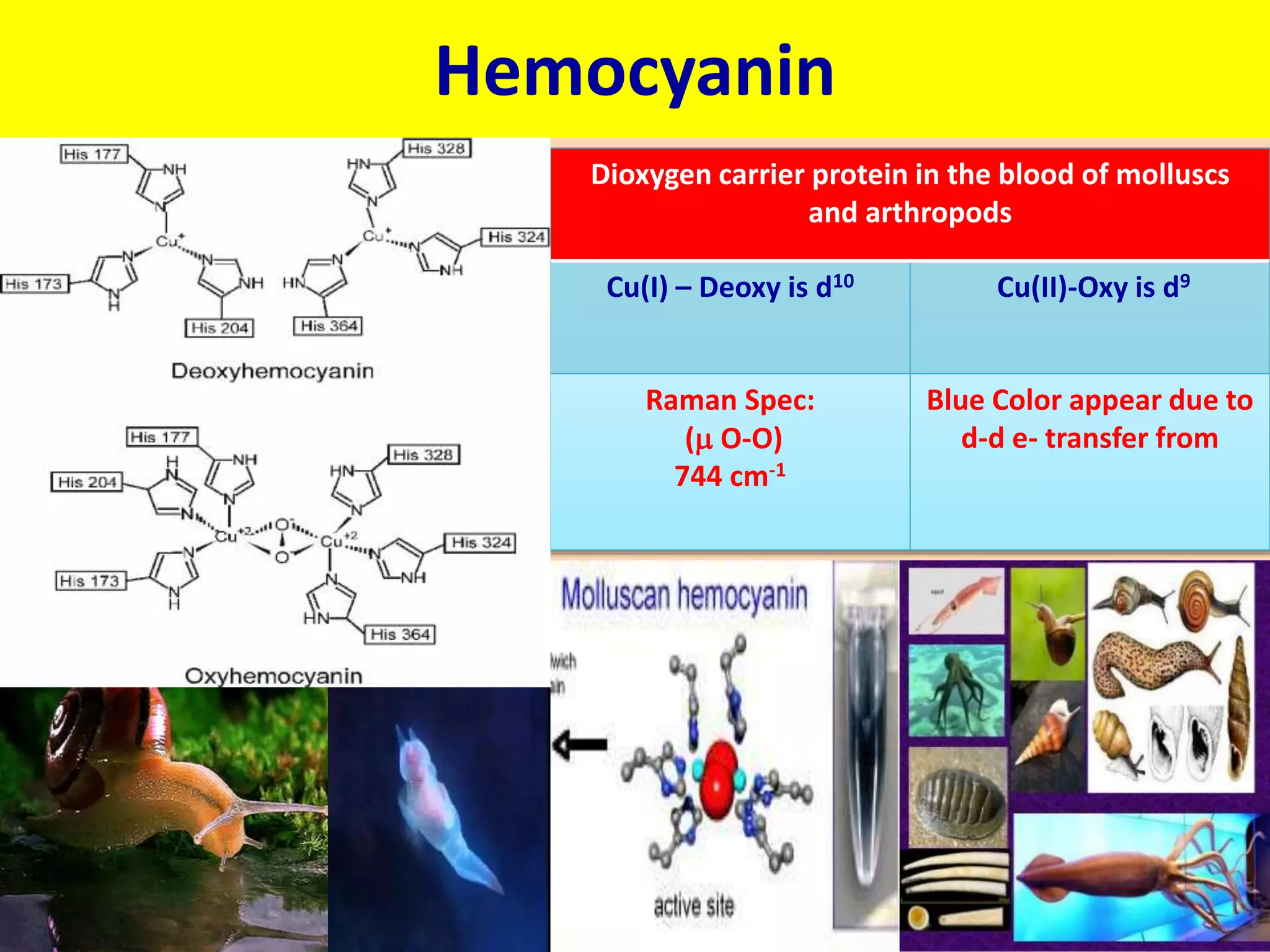 Metalloproteins .pptx