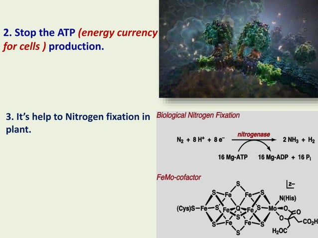 Metalloproteins .pptx | Chemistry | Science