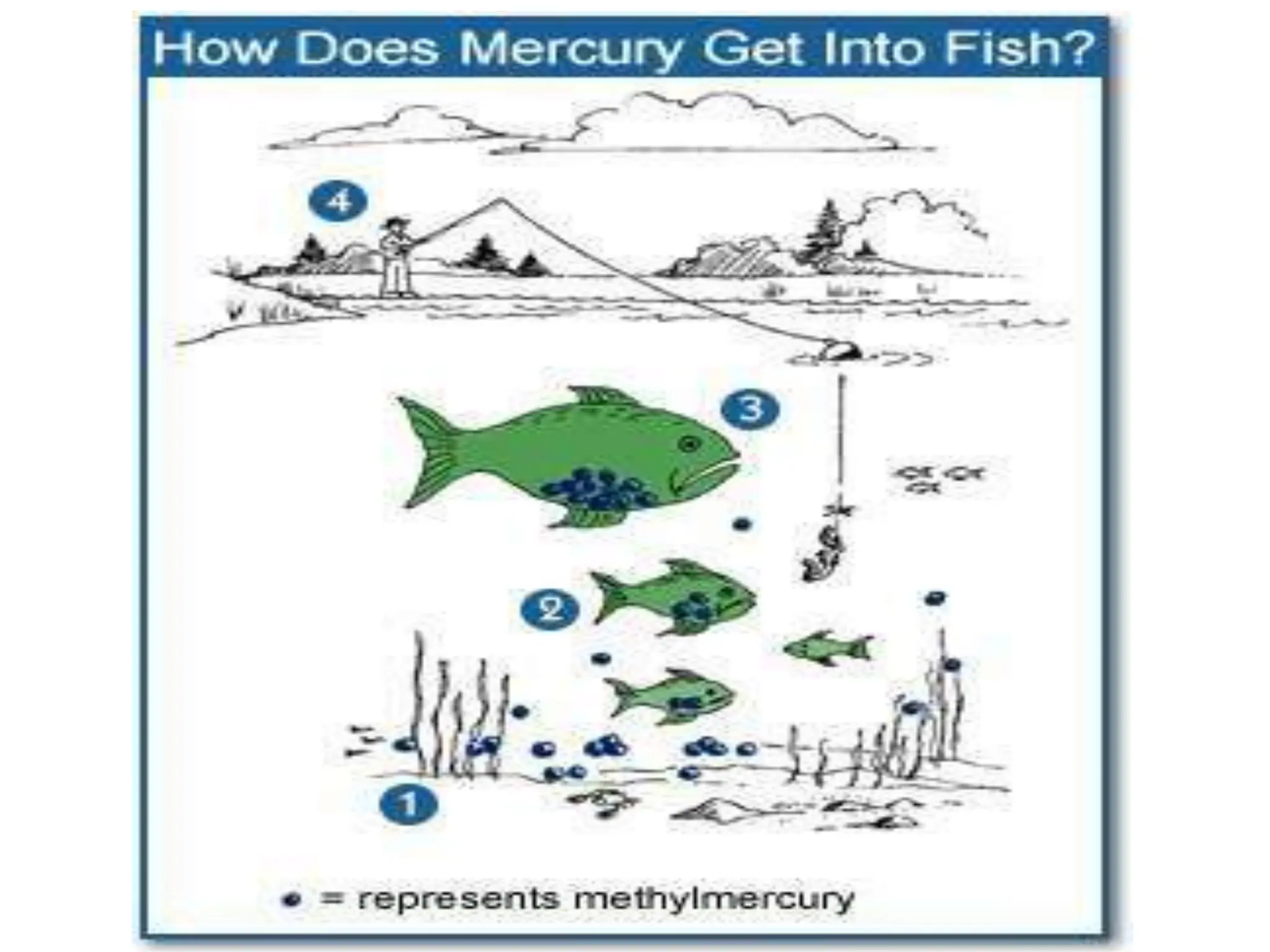 Heavy Metal toxicology Part one EVS 1.pptx