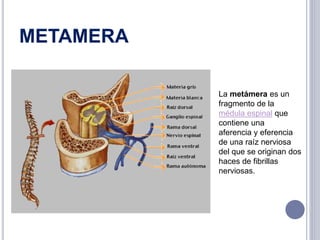 Metameras y desarrollo embrionario | PPT