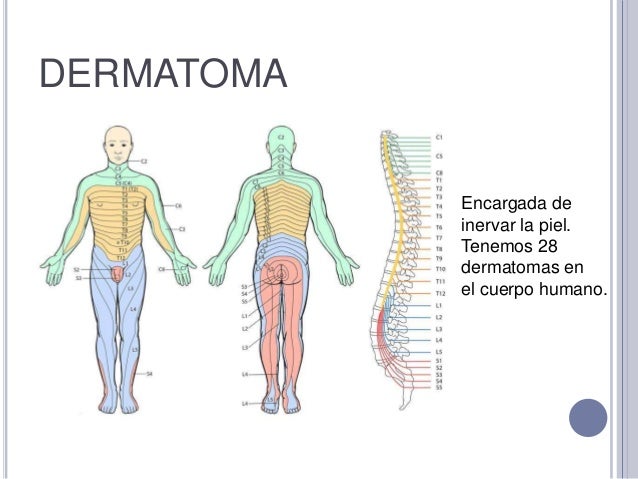 Metameras y desarrollo embrionario