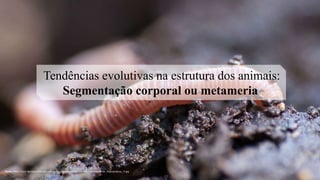 Metameria | PPTX