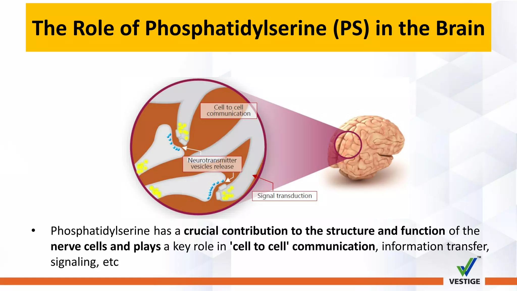Metamind Launch PPT .pdf