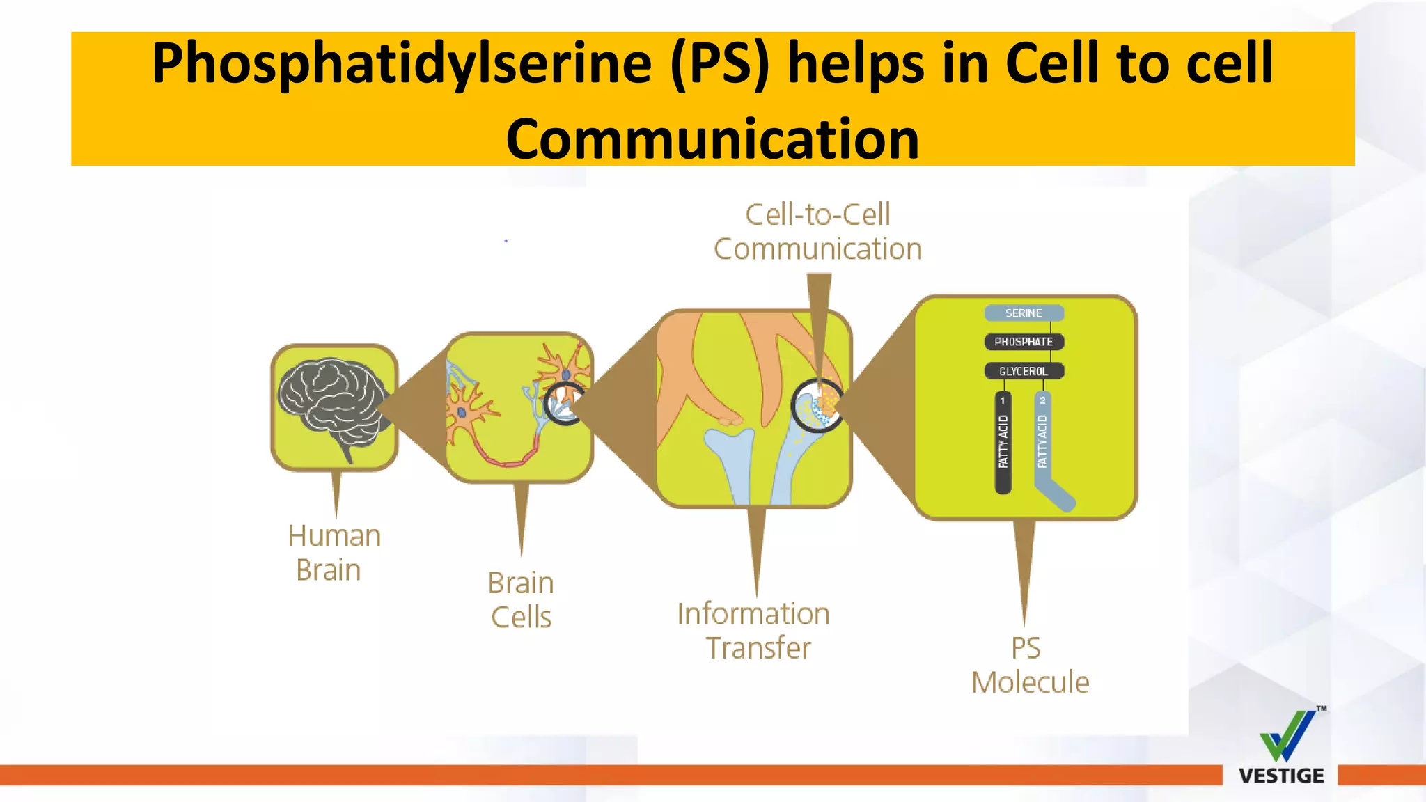 Metamind Launch PPT .pdf