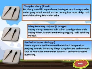 Metamorfosis biologi | PPTX