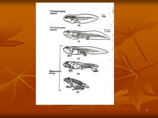 METAMORFOSIS 2 PADA AMPHIBI DAN SERANGGA | PPT