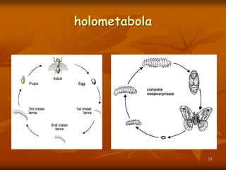 METAMORFOSIS 2 PADA AMPHIBI DAN SERANGGA | PPT