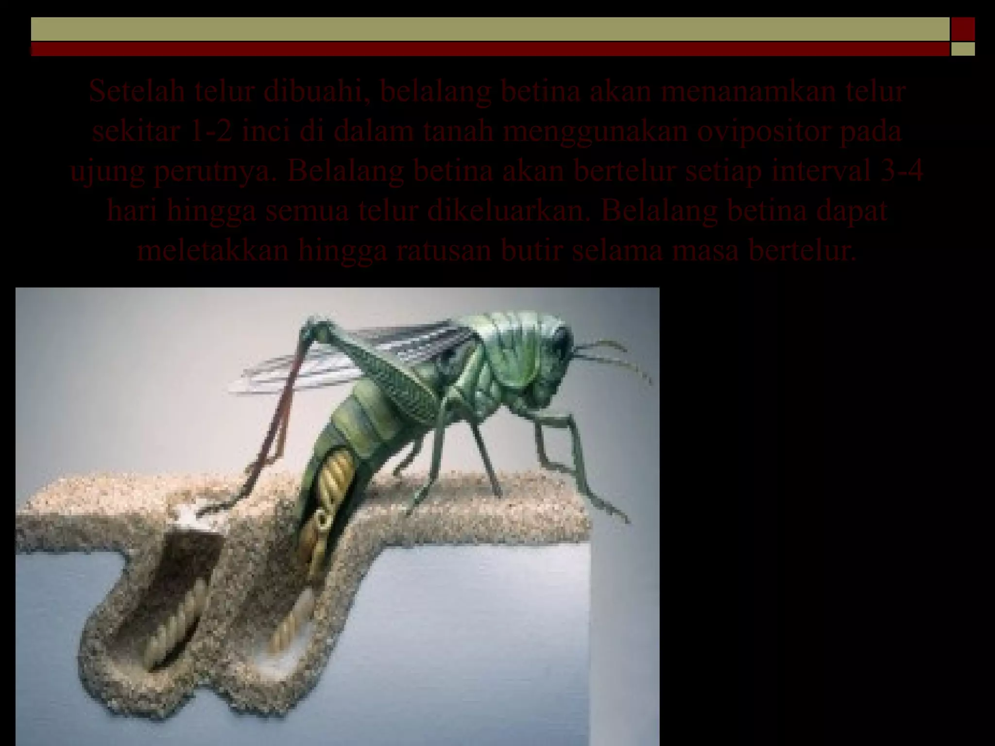 Metamorfosis Belalang | PPT