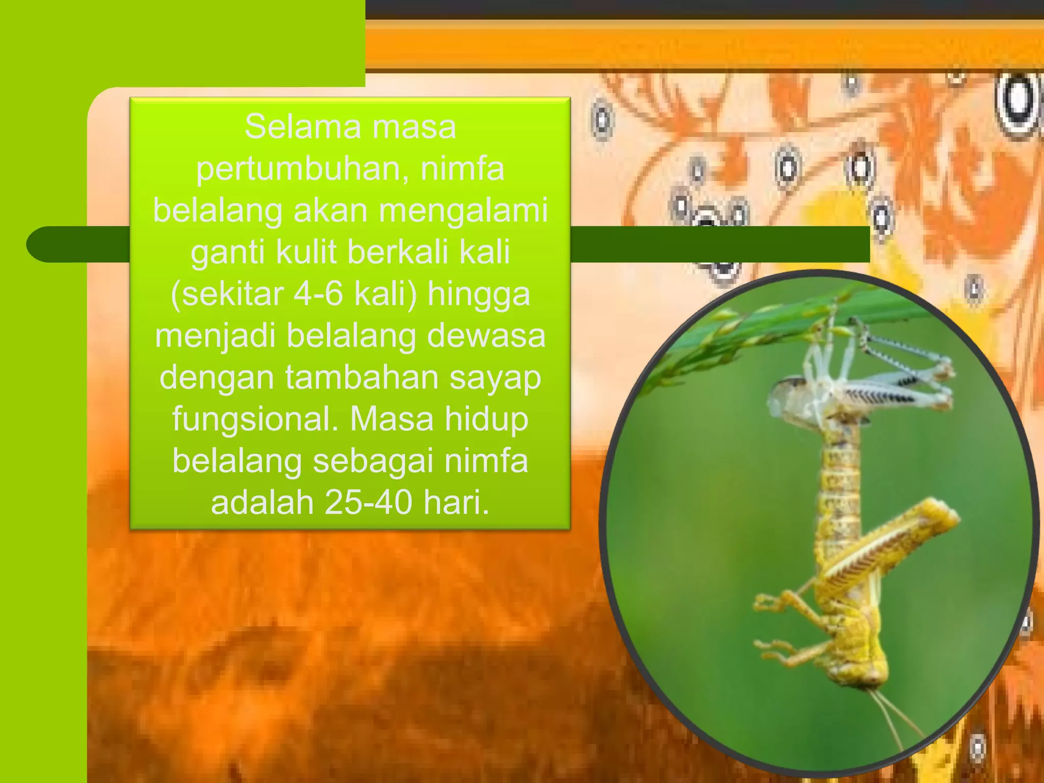 Metamorfosis Belalang | PPT