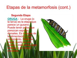 Metamorfosis de la mariposa.ppt