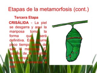 Metamorfosis de la mariposa.ppt