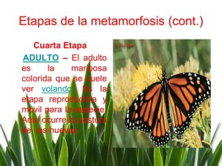 Metamorfosis de la mariposa.ppt