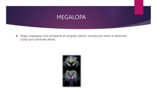 Metamorfosis del cangrejo.pptx