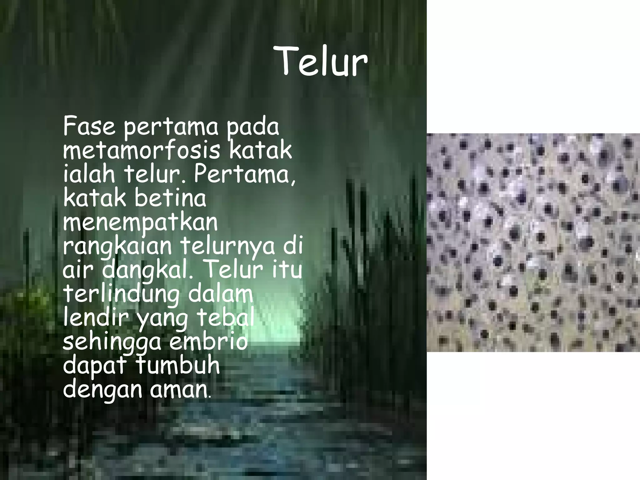Metamorfosis katak | PPT
