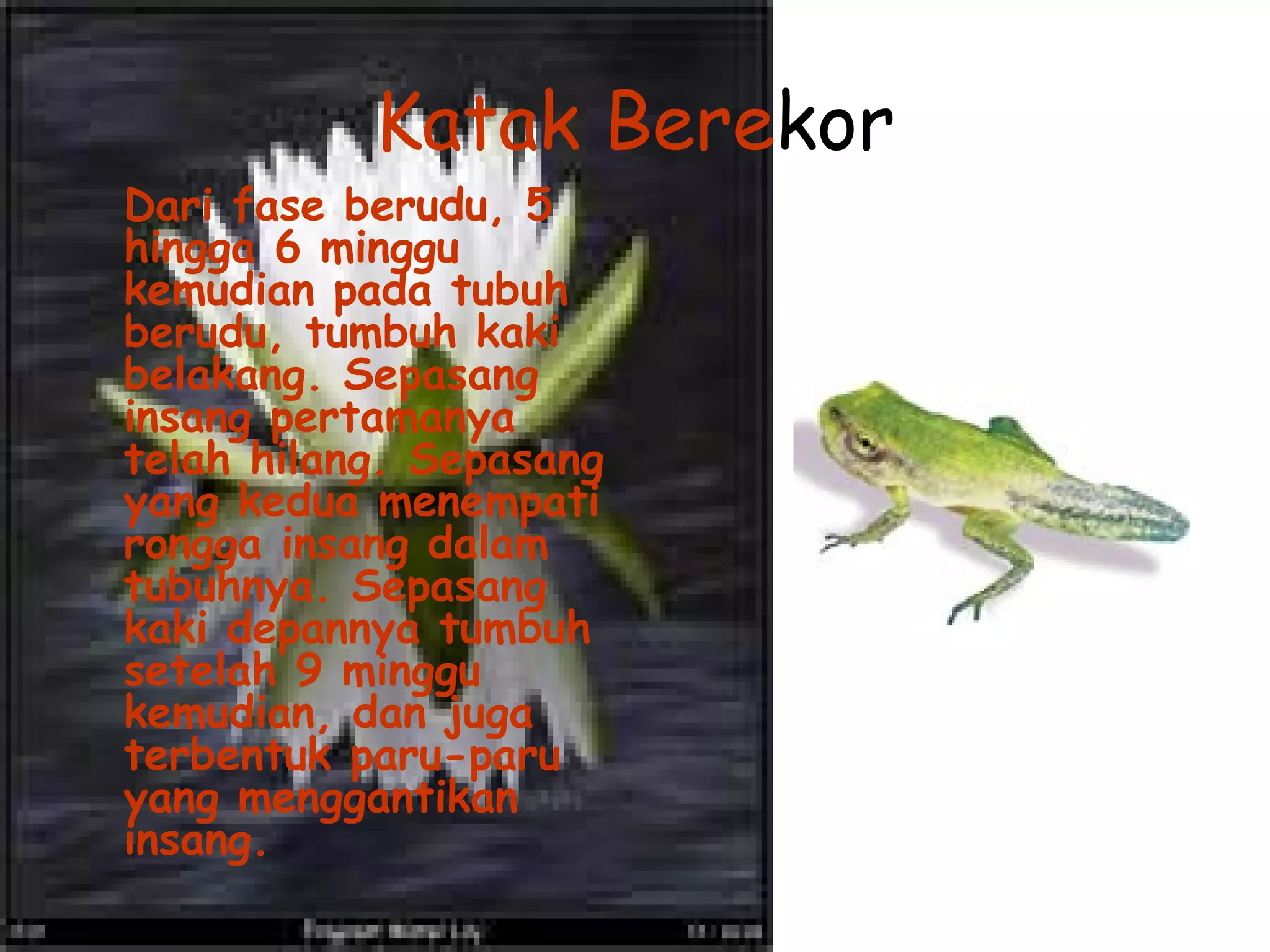 Metamorfosis katak | PPT
